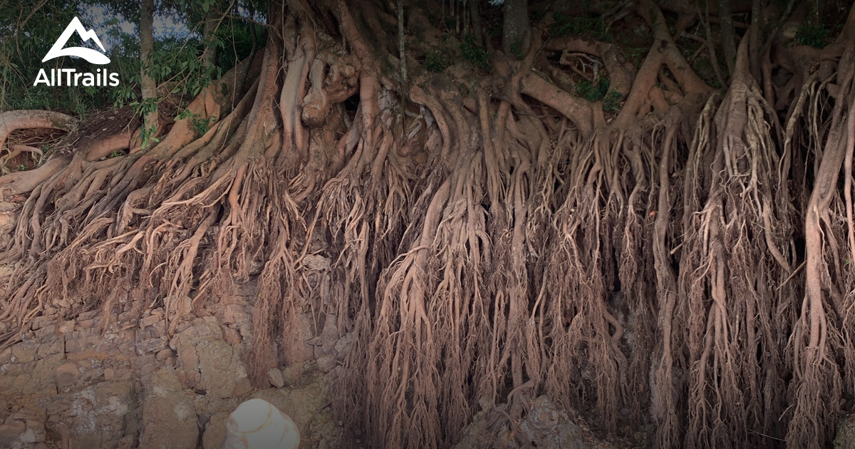 Best Trails in Danbulla National Park - Queensland, Australia | AllTrails