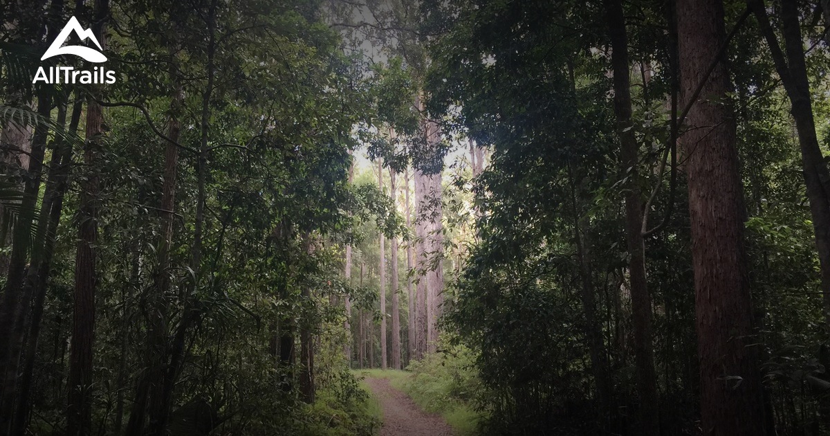 Best Trails in Mapleton Falls National Park - Queensland, Australia ...