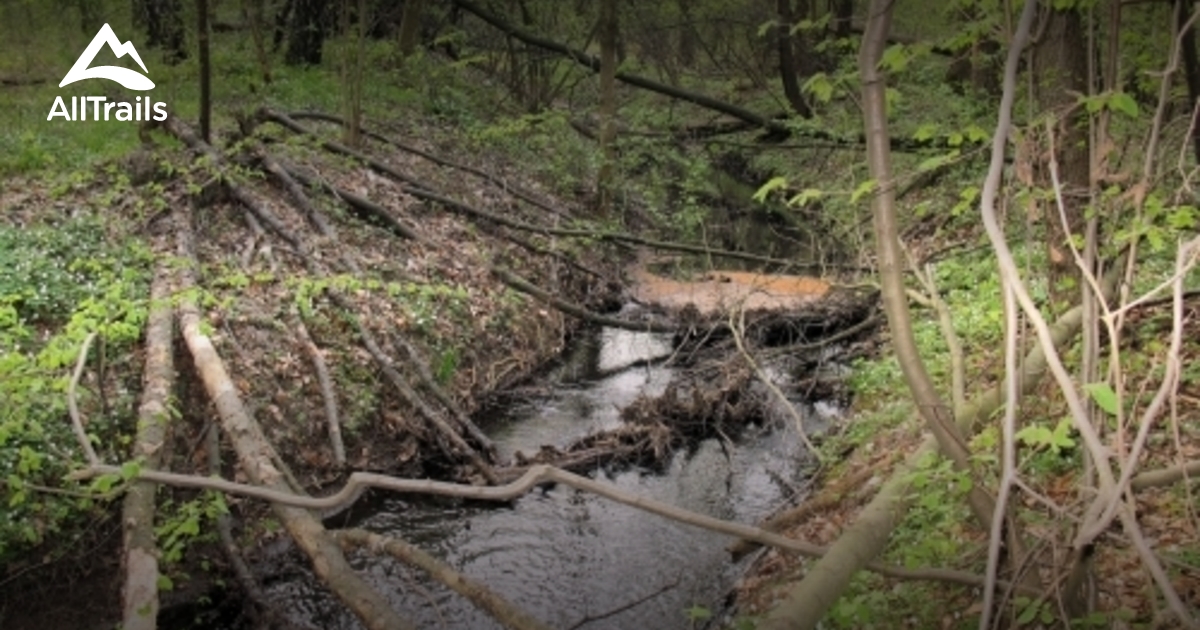 Best forest trails in Bystrzyca Valley Landscape Park | AllTrails