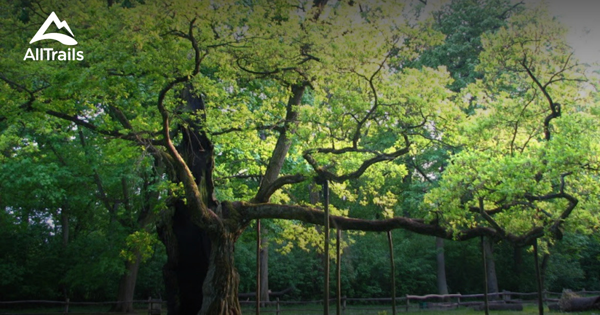 Best river trails in Rogalin Landscape Park | AllTrails