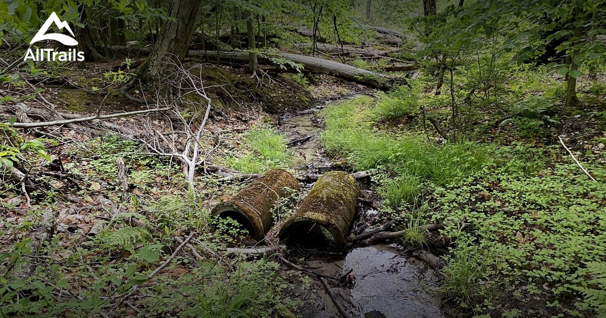 Best Hikes and Trails in Gosnell Big Woods Preserve | AllTrails