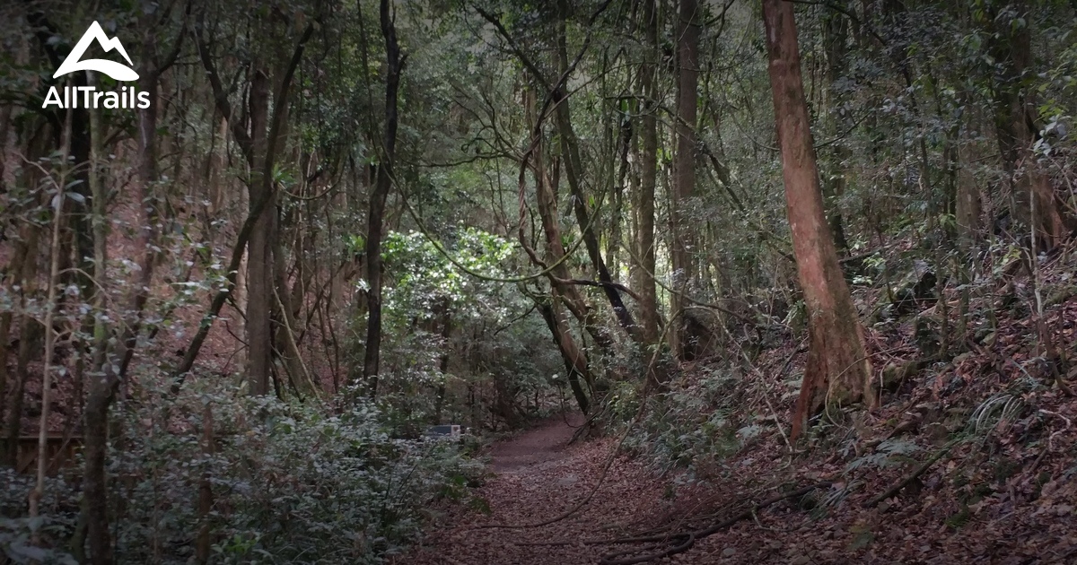 Best Trails in Copeland Tops State Conservation Area - New South Wales ...