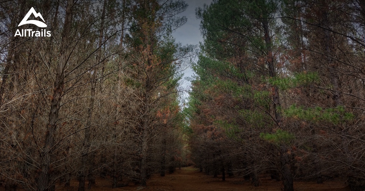 Best hikes and trails in Armidale State Forest | AllTrails