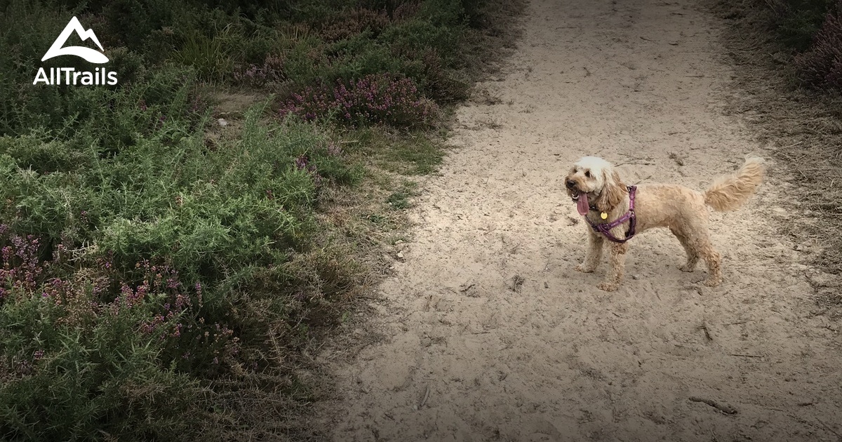 Best long trails in Ludshott Commons | AllTrails