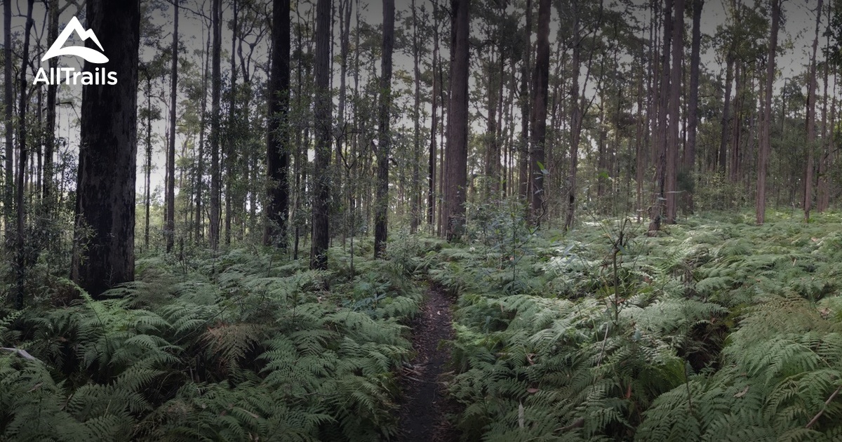 Best Trails in Beerwah State Forest - Queensland, Australia | AllTrails