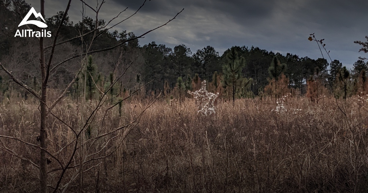 Best hikes and trails in Audubon's Beidler Forest Sanctuary | AllTrails