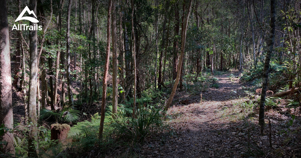 Best hikes and trails in Bulahdelah State Forest | AllTrails