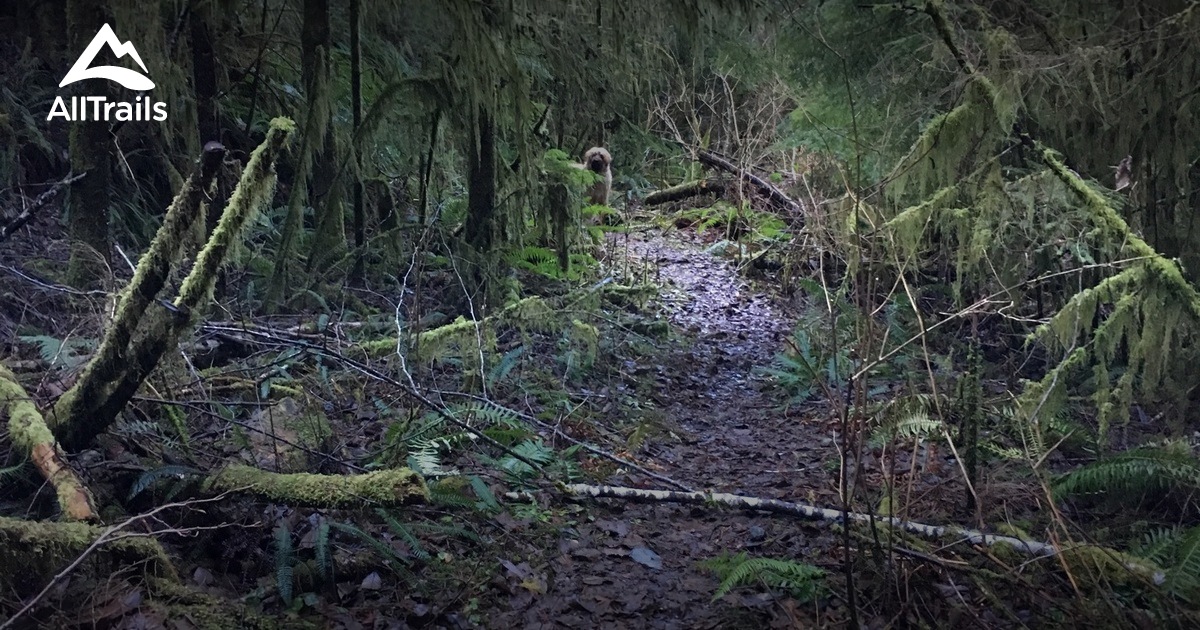 Best hikes and trails in Red Creek Fir Recreation Site | AllTrails