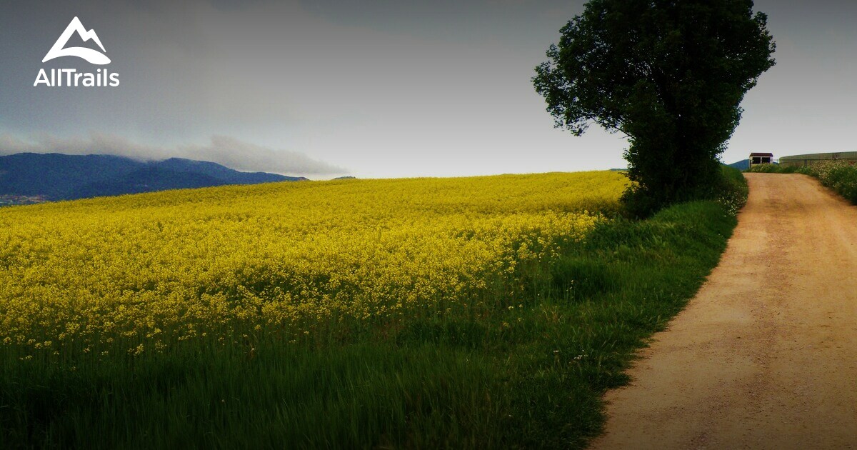Best forest trails in Espai Rural de Gallecs | AllTrails