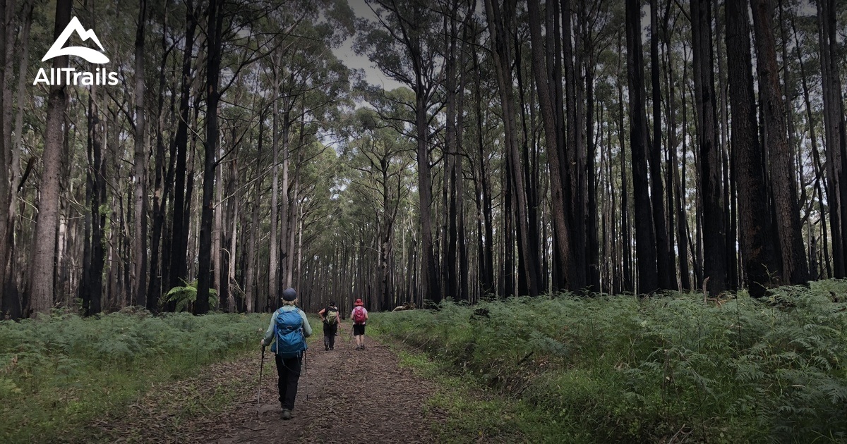 10 Best hikes and trails in Bunyip State Park | AllTrails