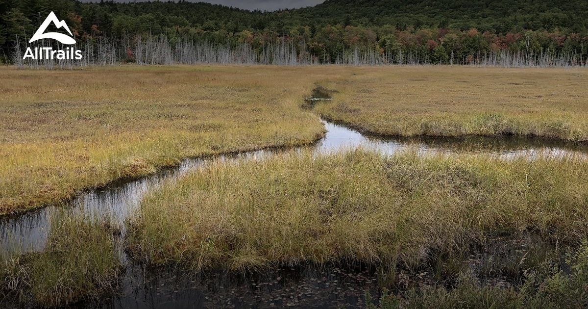 Best hikes and trails in Schoodic Bog Preserve | AllTrails