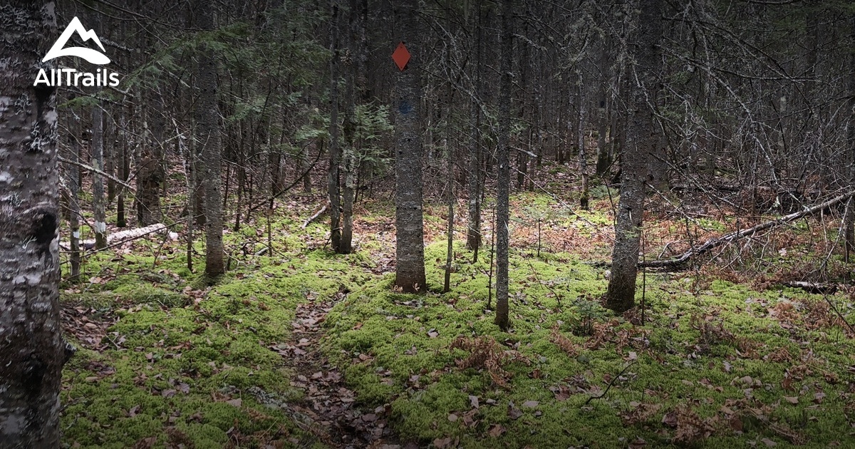 Best hikes and trails in Tory’s Woods Conservation Reserve | AllTrails