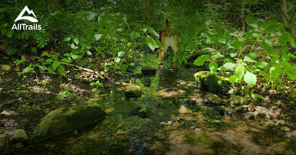 Best hikes and trails in Burt Park | AllTrails