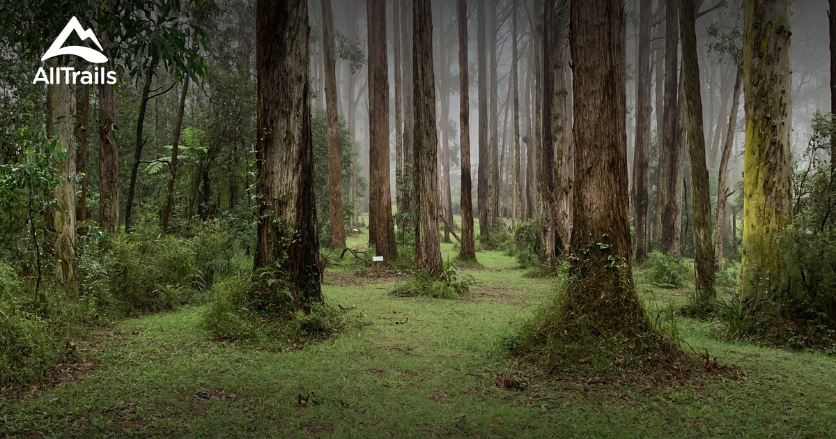 Best hikes and trails in Toolangi Bushland Reserve | AllTrails