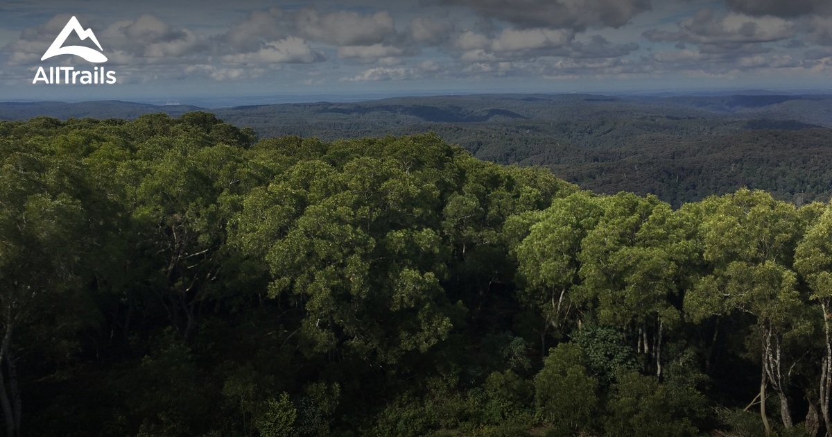 Die Besten Routen mit Botanischen Highlights in Watagan State Forest ...