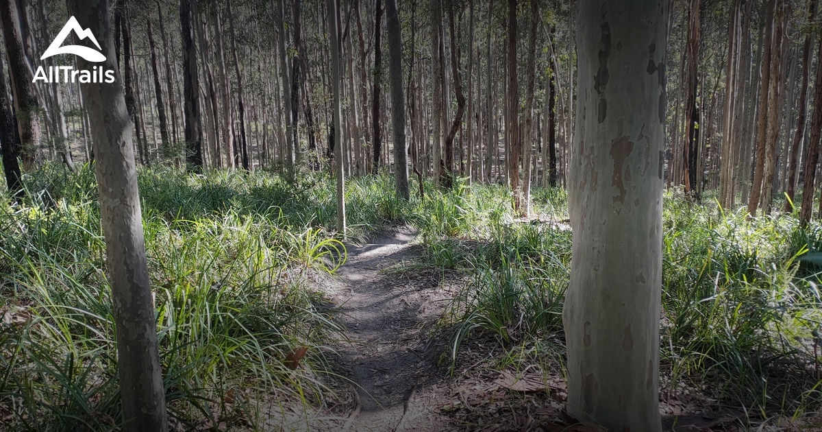 Best hikes and trails in Currambene State Forest | AllTrails