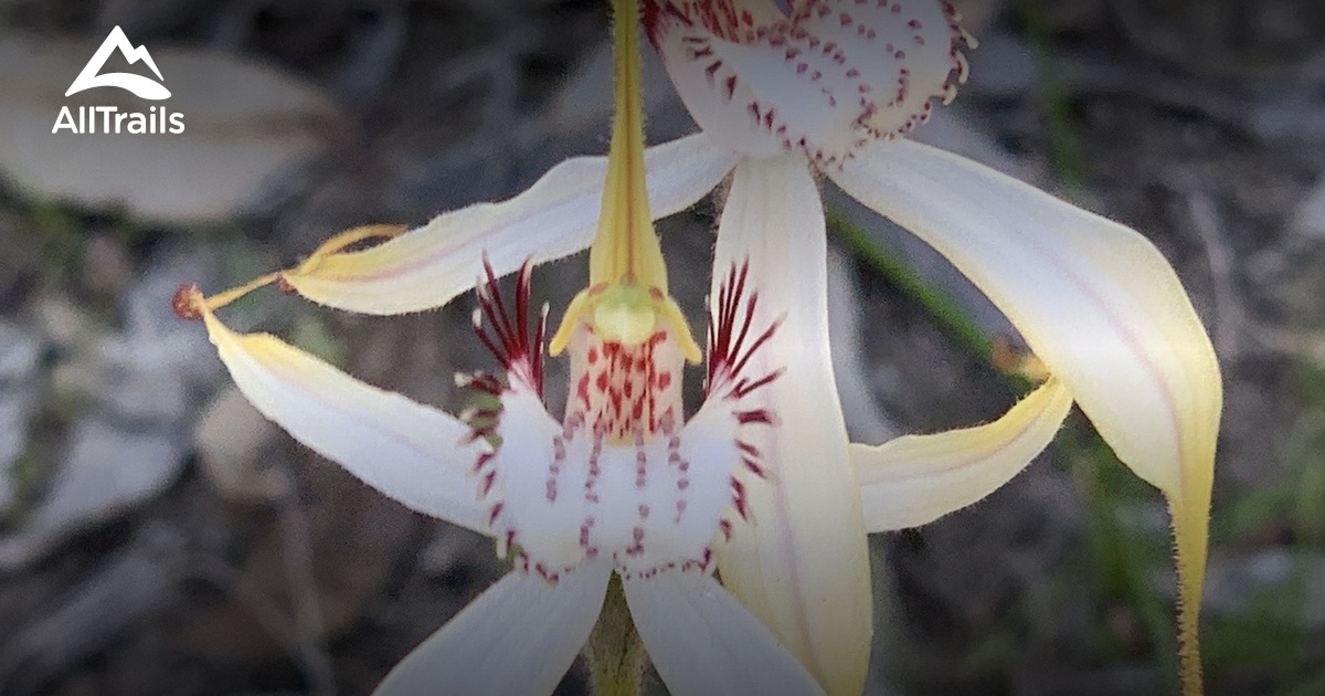 Best hikes and trails in Wandoo National Park | AllTrails