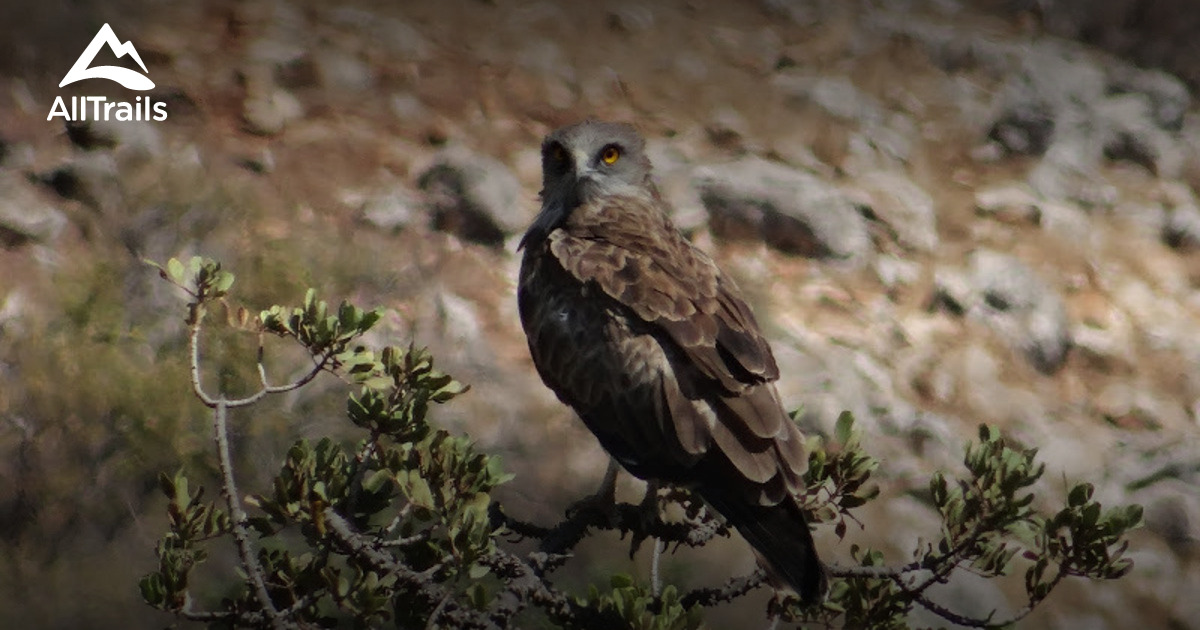I migliori sentieri per passeggiate in Tel Hazor National Park | AllTrails