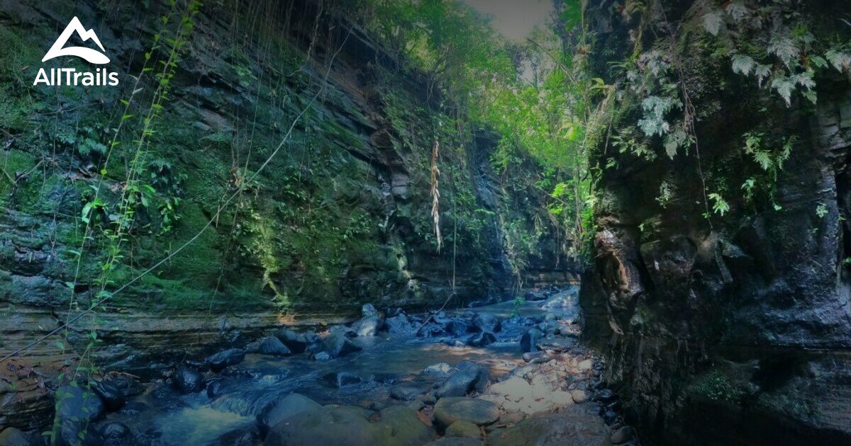 Best hikes and trails in Taman Hutan Rakyat | AllTrails
