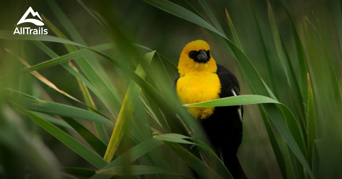 Best hikes and trails in Elizabeth Lake Nature Preserve | AllTrails