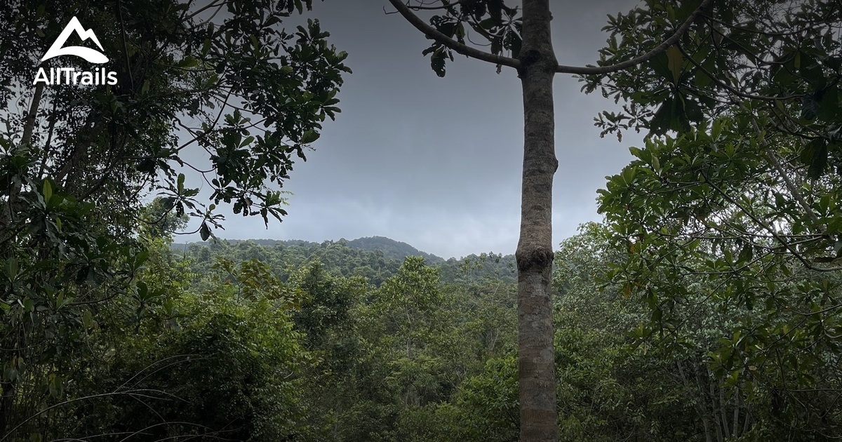 Best easy trails in Endau-Kota Tinggi Wildlife Reserve | AllTrails