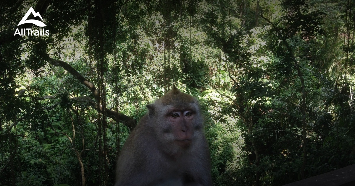 Best hikes and trails in Ubud Monkey Forest | AllTrails