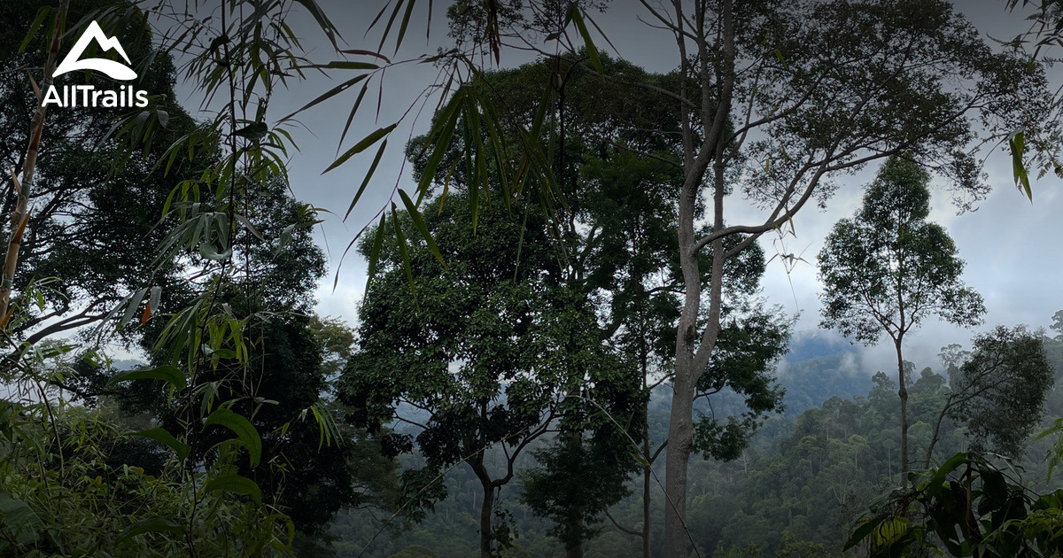 Best hikes and trails in Gunung Inas Forest Reserve | AllTrails