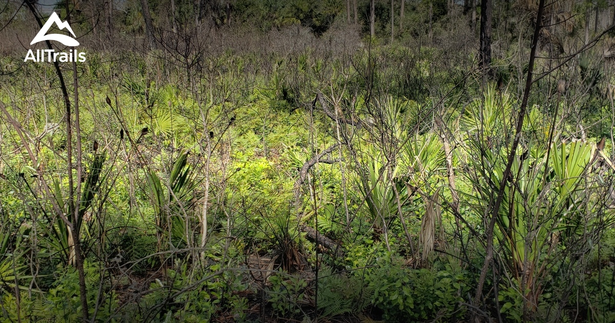 Best hikes and trails in Dicerandra Scrub Sanctuary | AllTrails