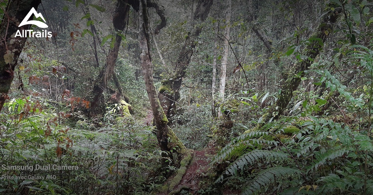 10 Best hikes and trails in Kledang Sayong Forest Reserve | AllTrails