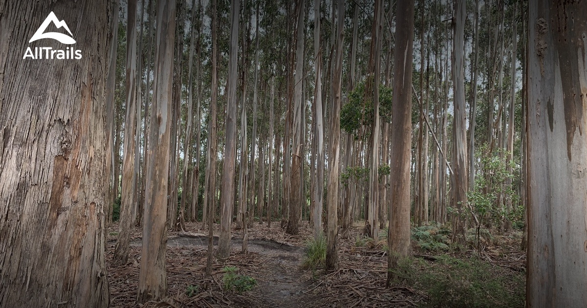 Best hikes and trails in Whipstick Gully Natural Features Reserve ...