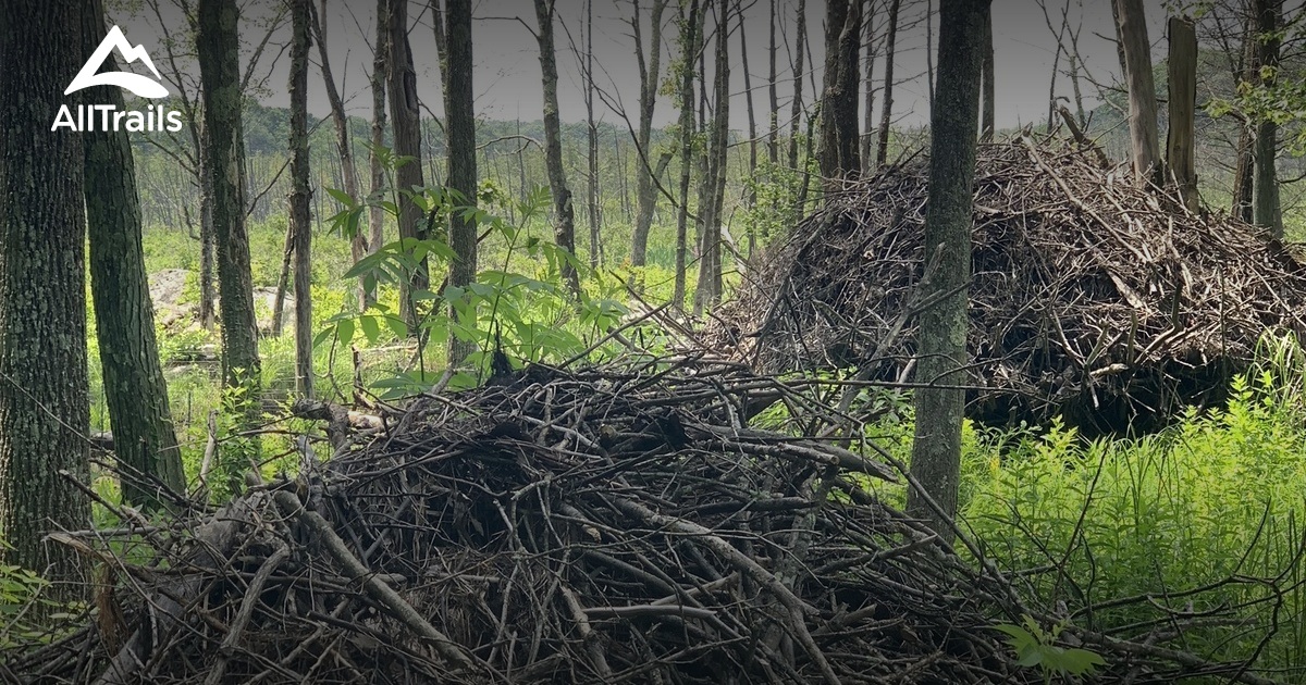 Best hikes and trails in Atlantic White Cedar Swamp Preserve | AllTrails