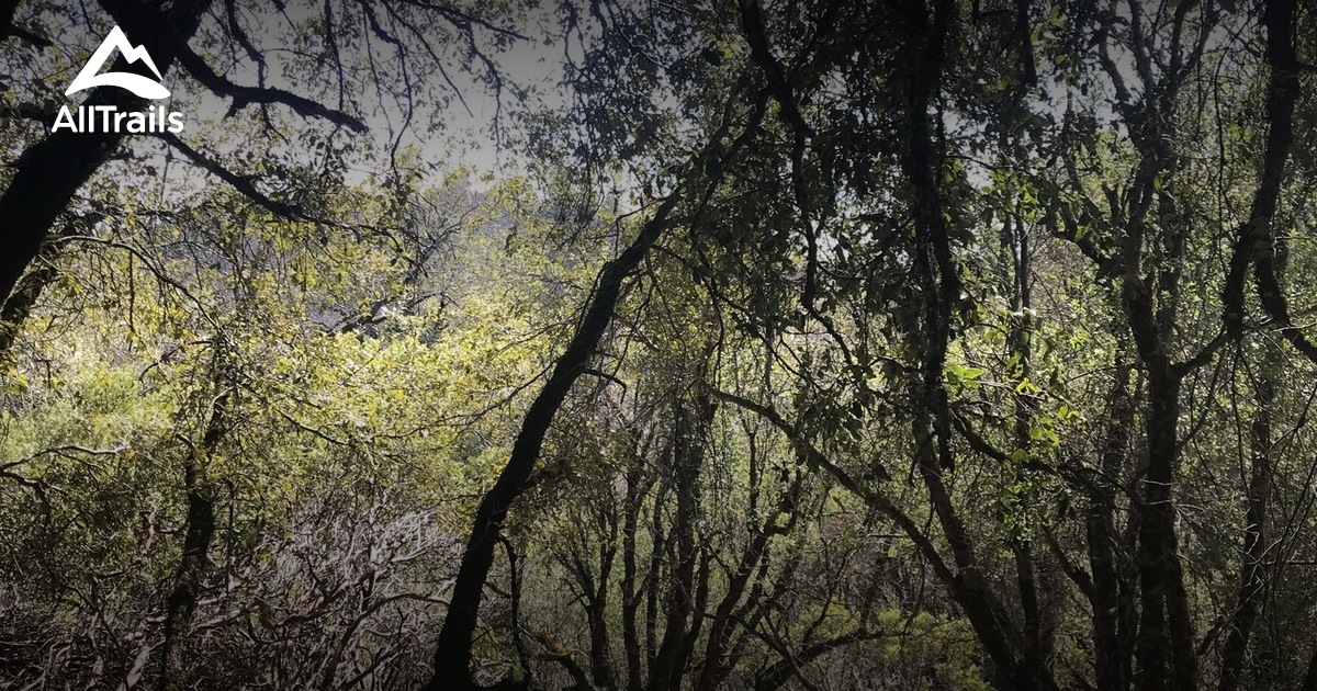 Best hikes and trails in Weimar University | AllTrails