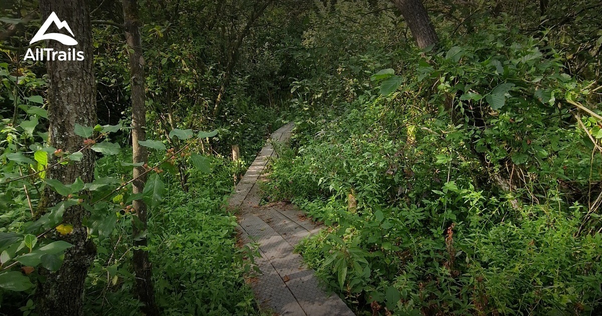 Best bird watching trails in Leekstermeergebied | AllTrails