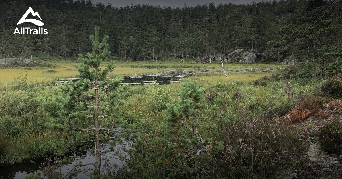 Best forest trails in Solhomfjell and Kvenntjønnane Nature Reserve ...