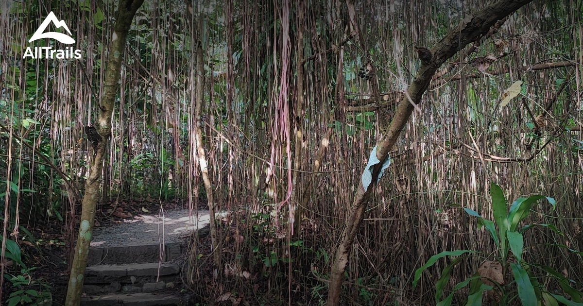 Best hikes and trails in Taman Tugu | AllTrails