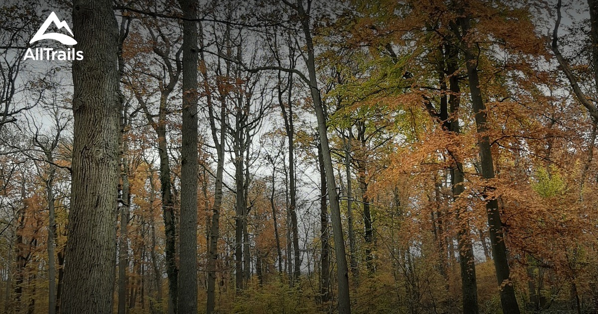 Best walking trails in Forêt de Carnelle | AllTrails