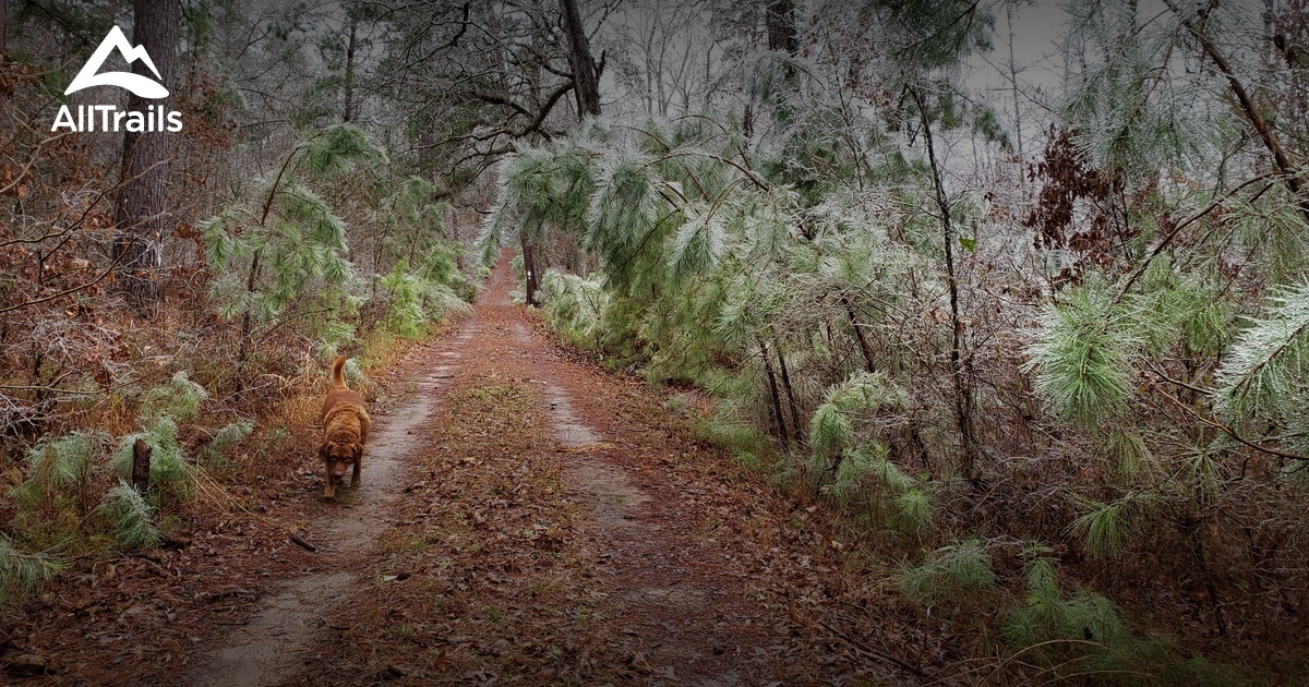 Best hikes and trails in I.D. Fairchild State Forest | AllTrails
