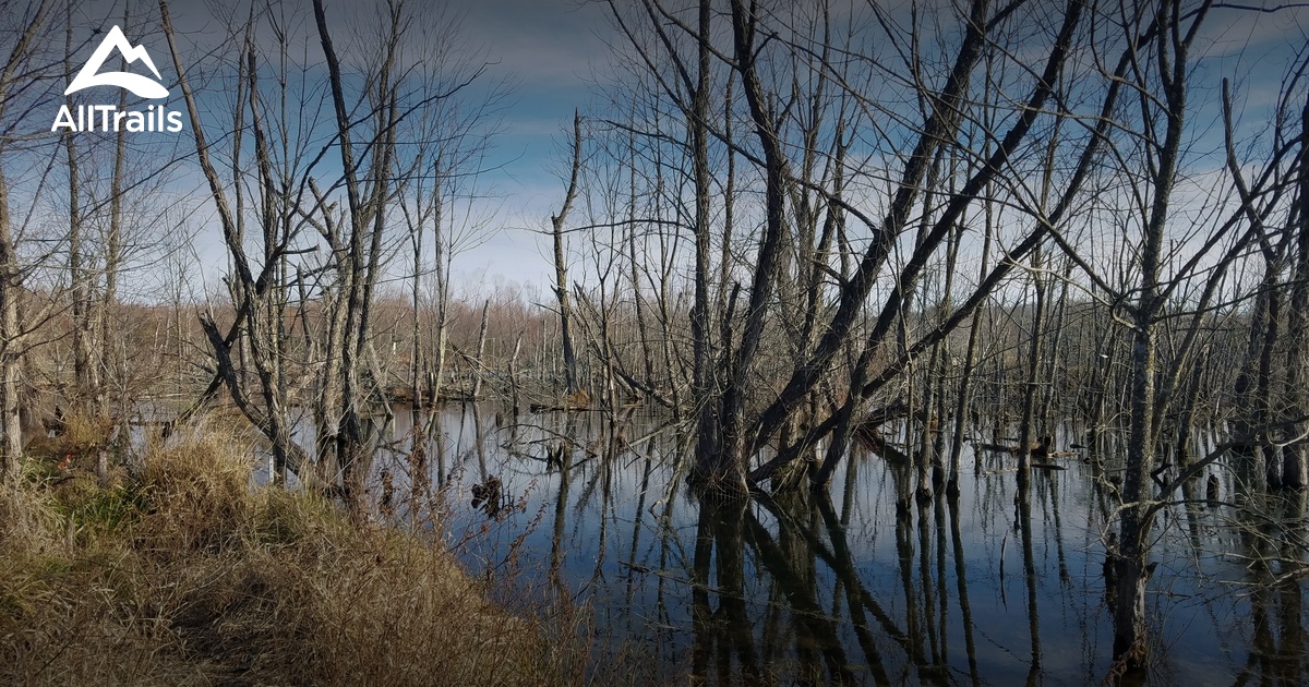 Best hikes and trails in Wilson Springs Preserve | AllTrails