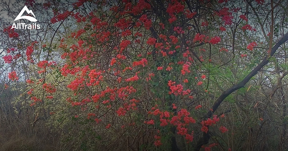 Best hikes and trails in Taljai Forest | AllTrails