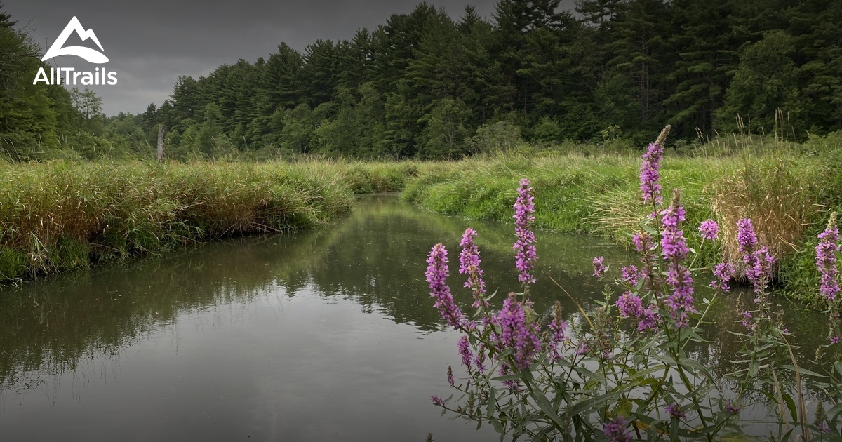 Best hikes and trails in Memorial Forest | AllTrails