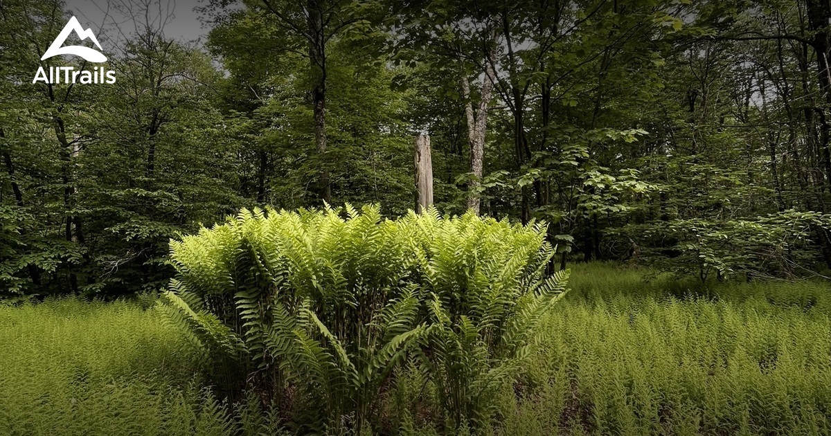 Best hikes and trails in Dry Brook Ridge Wild Forest | AllTrails