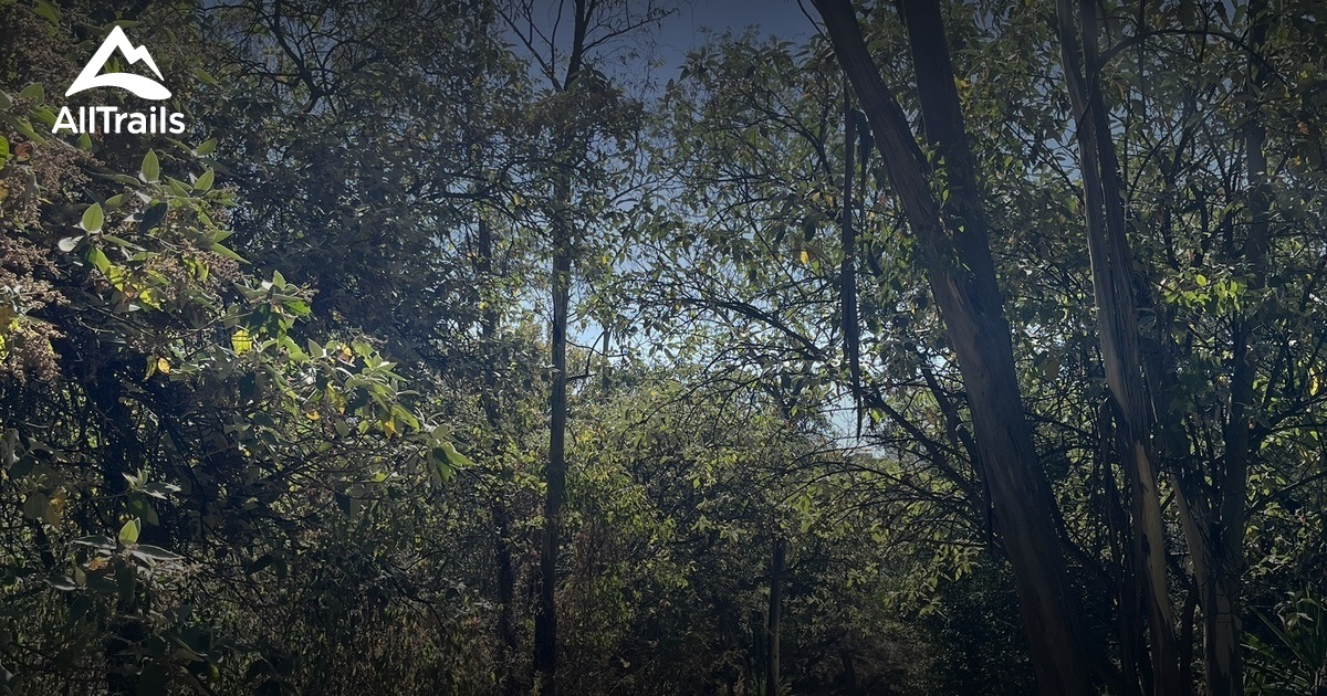Best forest trails in Bosque Pedregal National Park | AllTrails