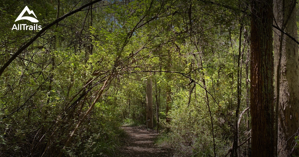 Best hikes and trails in Harewood Forest | AllTrails