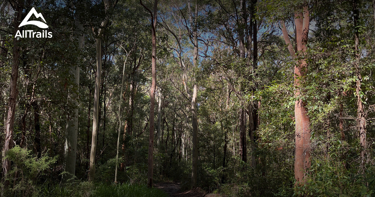 Best hikes and trails in Bangalay Reserve | AllTrails