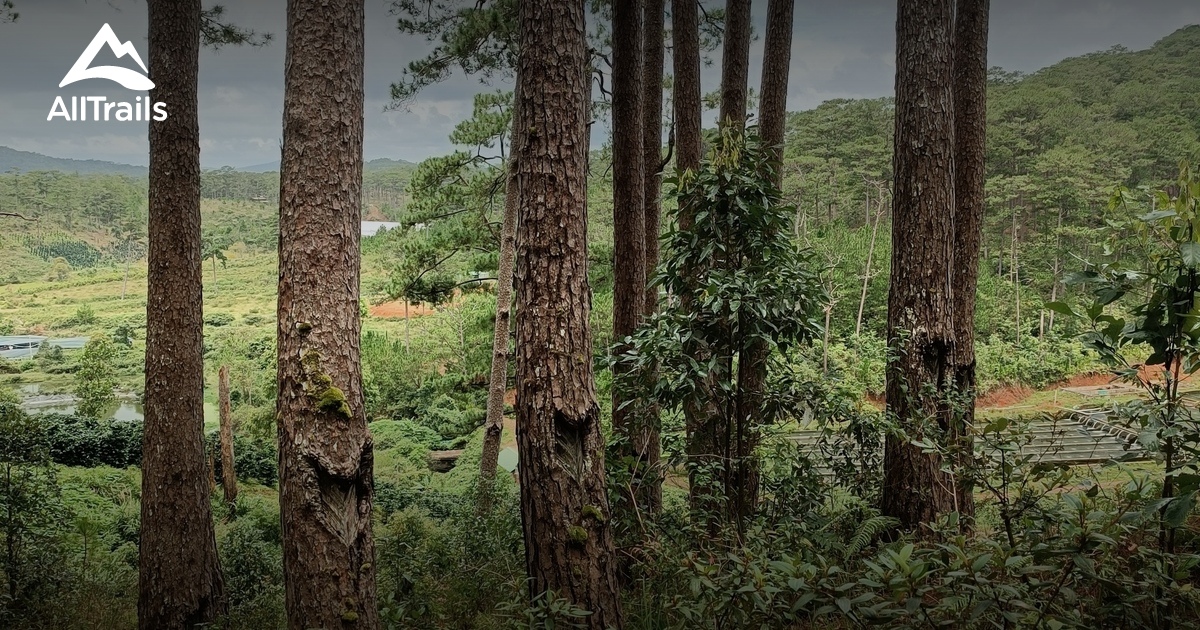 Best forest trails in Bidoup Nui Ba National Park | AllTrails