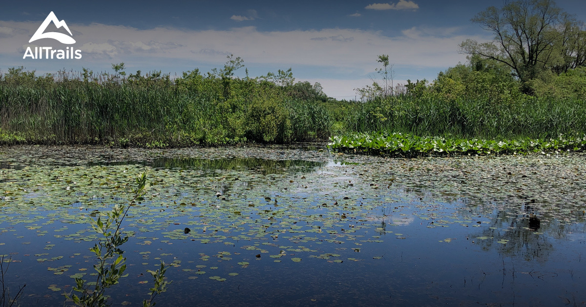 Die Besten Waldwege in Lily Ponds Park and Nature Preserve | AllTrails