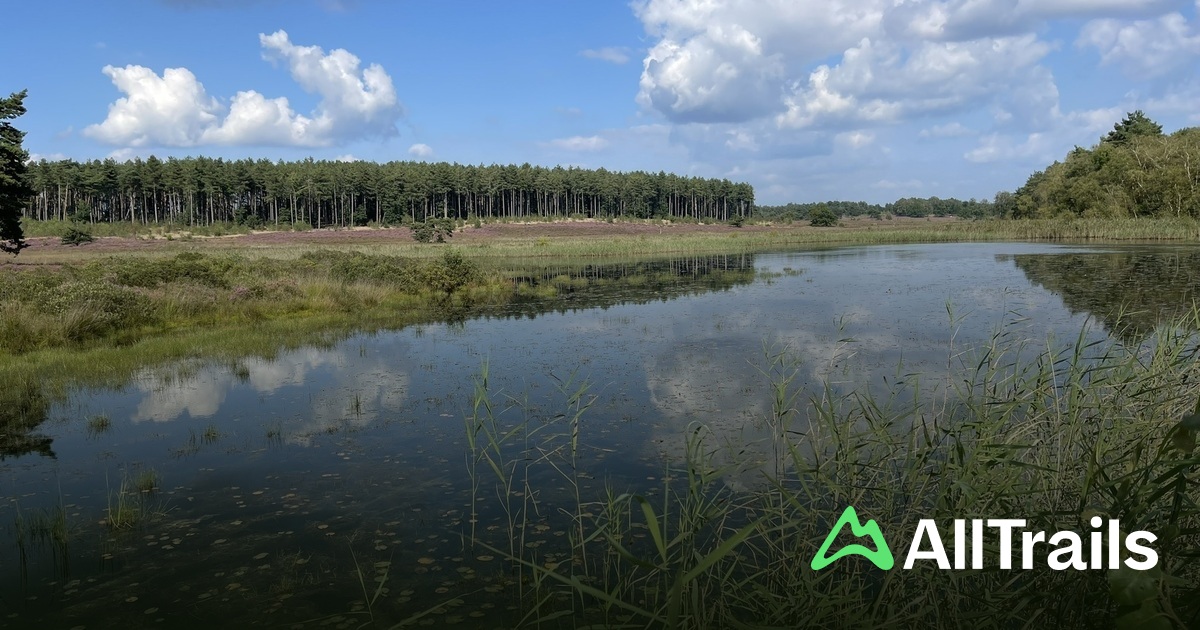 Best forest trails in Vlaams Natuurreservaat De Teut | AllTrails