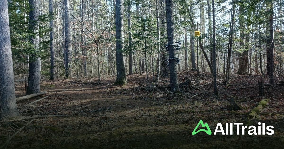 Best hikes and trails in Eleanor Hayes Forest | AllTrails