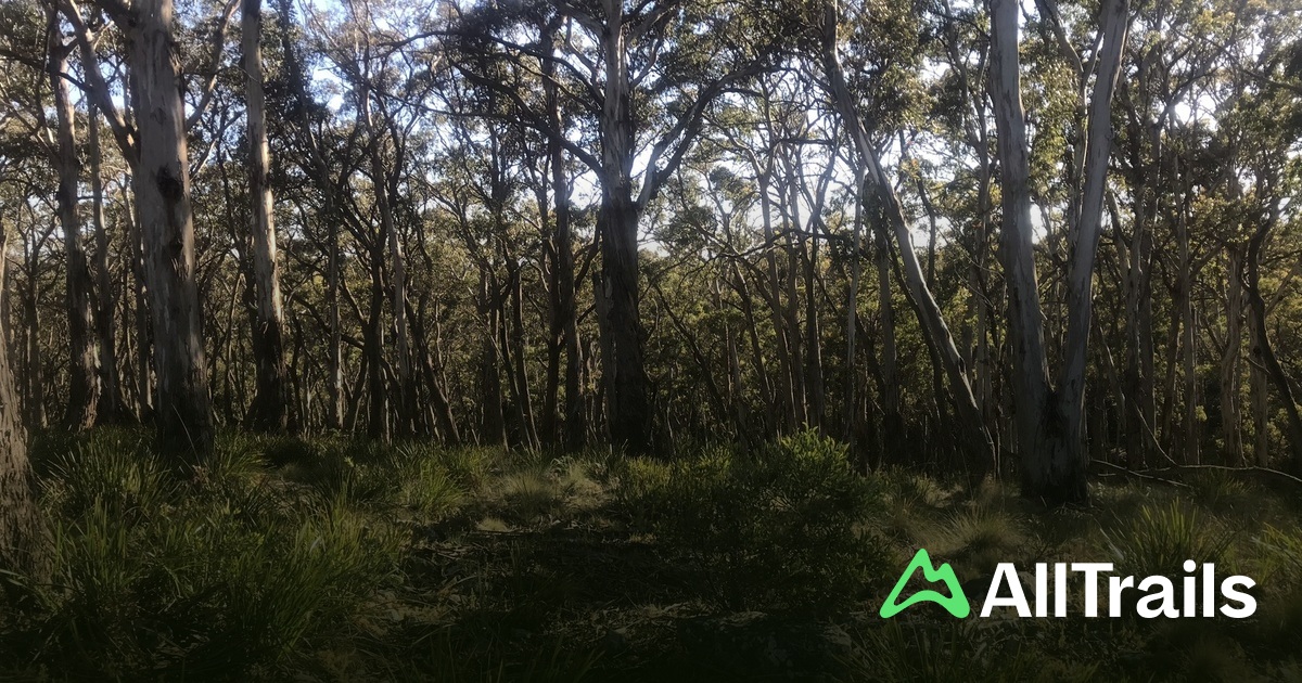 Best hikes and trails in Sunny Corner State Forest | AllTrails