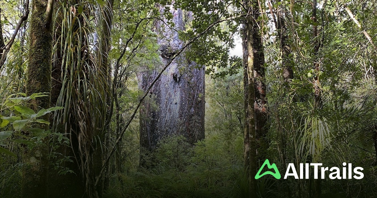 Best hikes and trails in Waipoua Forest | AllTrails